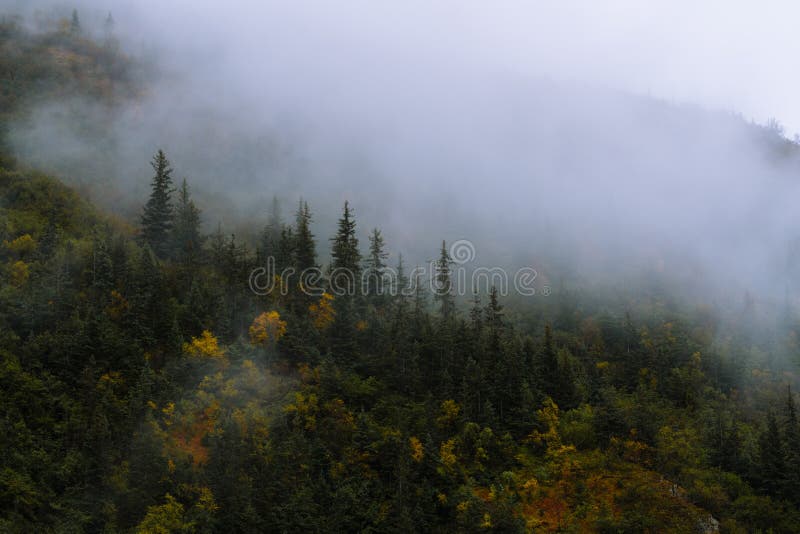 Forest and Trees in Dramatic Fog Stock Image - Image of view, peak ...