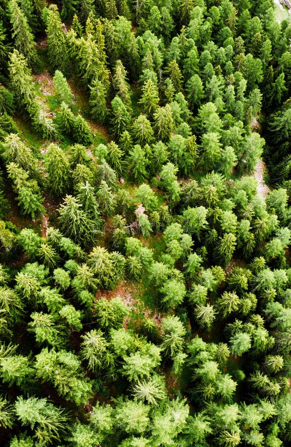 Forest Trees Drone Shot Switzerland Stock Photo - Image of seasons ...