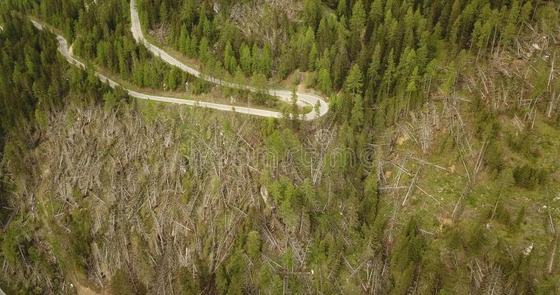 Forest Trees Fallen To the Ground Stock Video - Video of green, fall ...