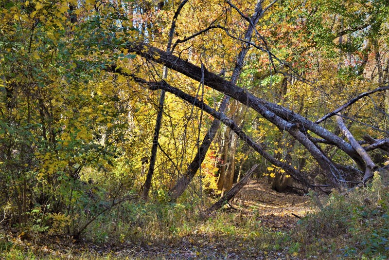 Forest Trees Falling stockbild. Bild von betrieb, nave - 85393699