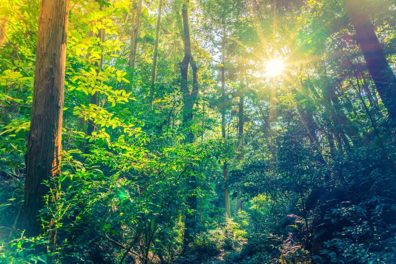 Forest Trees ( Filtered Image Processed Vintage Effect. ) Stock Image ...