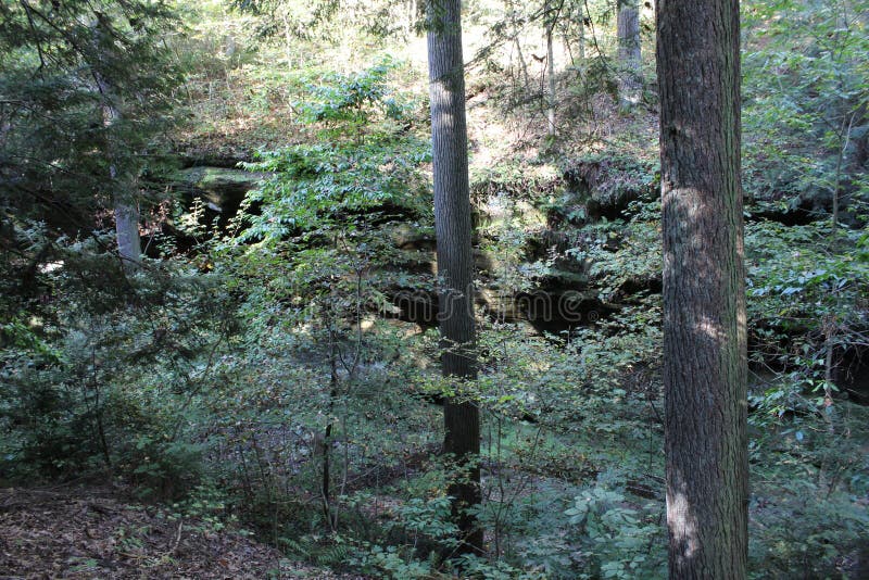 Forest stock photo. Image of rock, daytime, leaves, plants - 111284934
