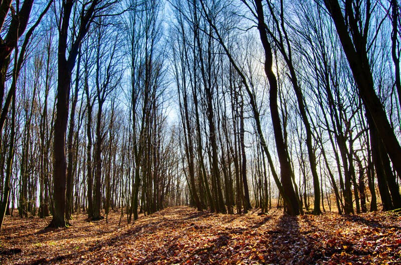 Forest trees stock image. Image of tree, leaves, forest - 45914105