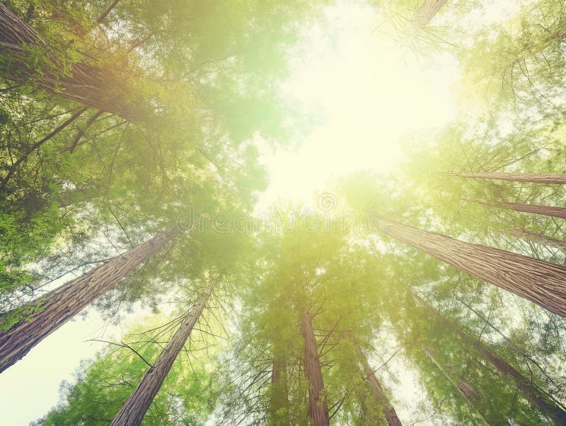 Forest with Trees, Gentle Soft Gradient of the Sky Stock Photo - Image ...
