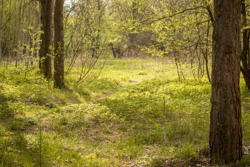 Forest with Trees, Grass, Glades and Flowers Stock Image - Image of ...