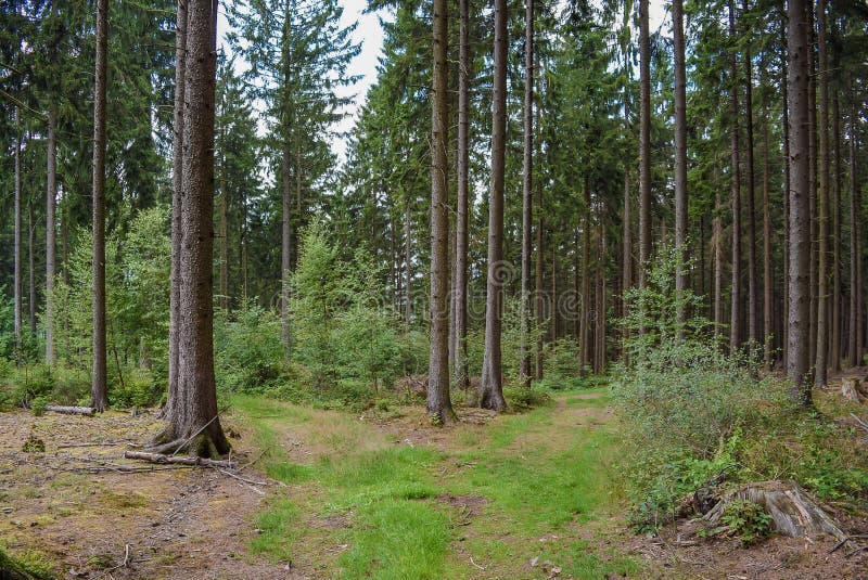 Forest Trees Grass Path Tree Trunks of Pine Trees Stock Image - Image ...