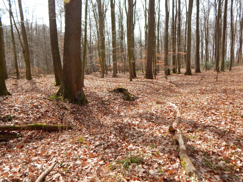 Forest with Trees without Green Foliage Stock Photo - Image of tree ...