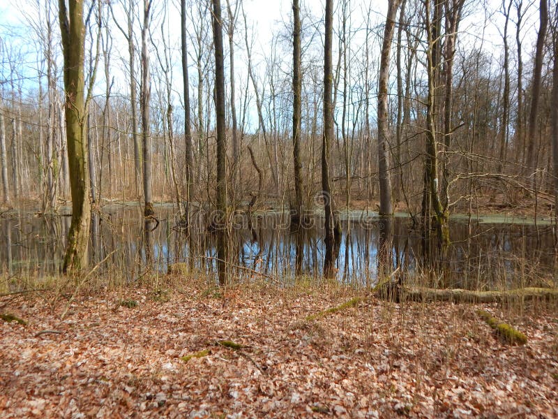 Forest with Trees without Green Foliage Stock Photo - Image of autumn ...