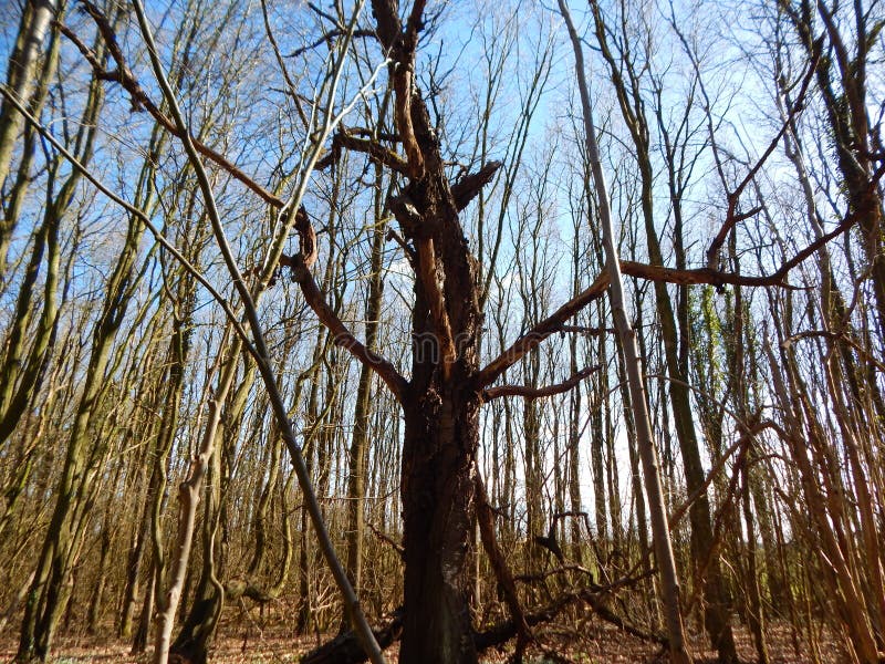 Forest with Trees without Green Foliage Stock Image - Image of plant ...