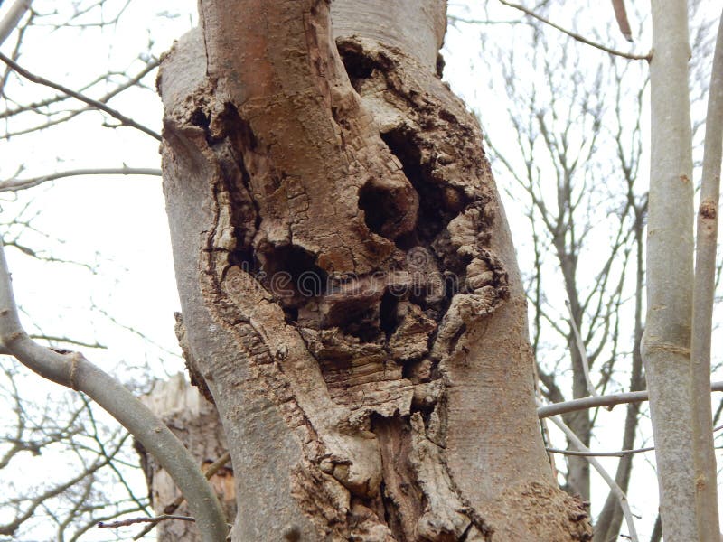 Forest with Trees without Green Foliage Stock Image - Image of produce ...