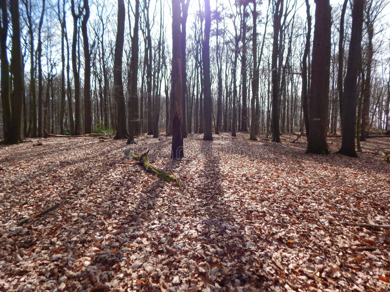 Forest with Trees without Green Foliage Stock Photo - Image of wetland ...