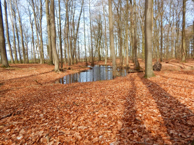 Forest with Trees without Green Foliage Stock Image - Image of forest ...