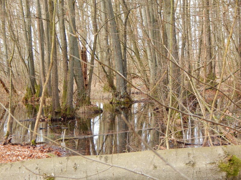 Forest with Trees without Green Foliage Stock Image - Image of pond ...