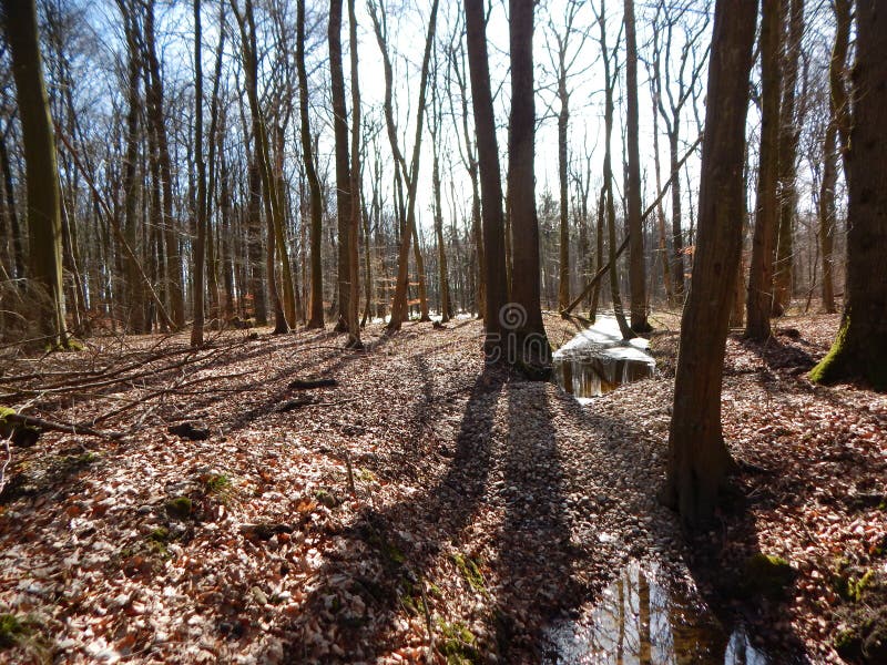 Forest with Trees without Green Foliage Stock Image - Image of leaf ...