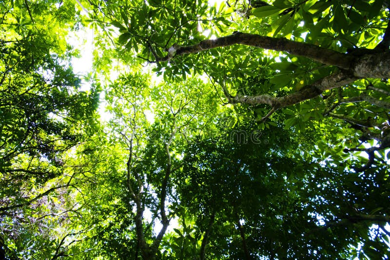 Forest trees stock image. Image of spirituality, spiritual - 32637747