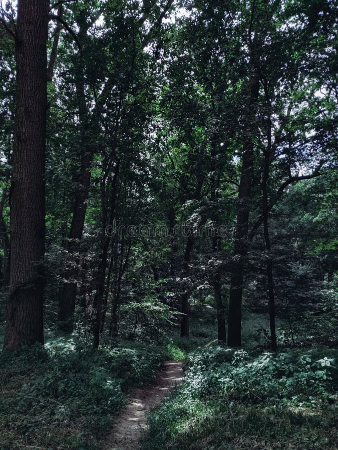 Forest, Trees, Green Photography, Road Stock Image - Image of green ...