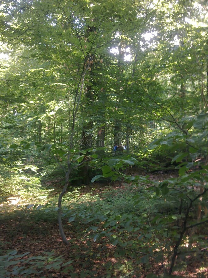 Forest Trees Green Walk Twigs Branches Stock Photo - Image of forest ...