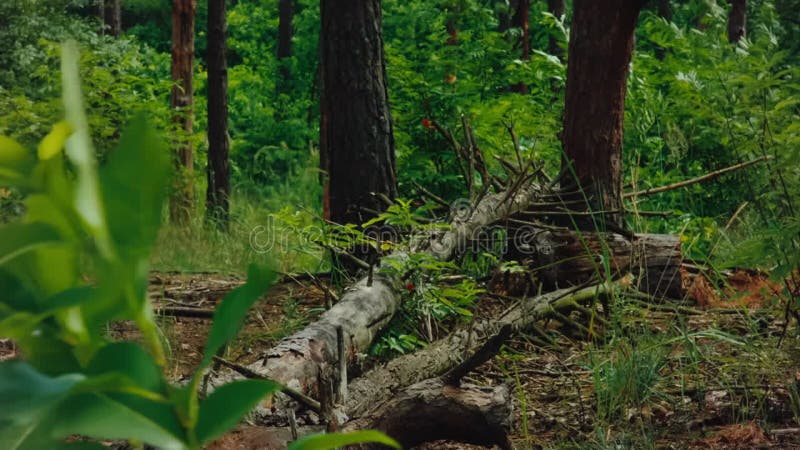 Forest Trees on the Ground. Rack Focus through the Leaves Stock Video ...