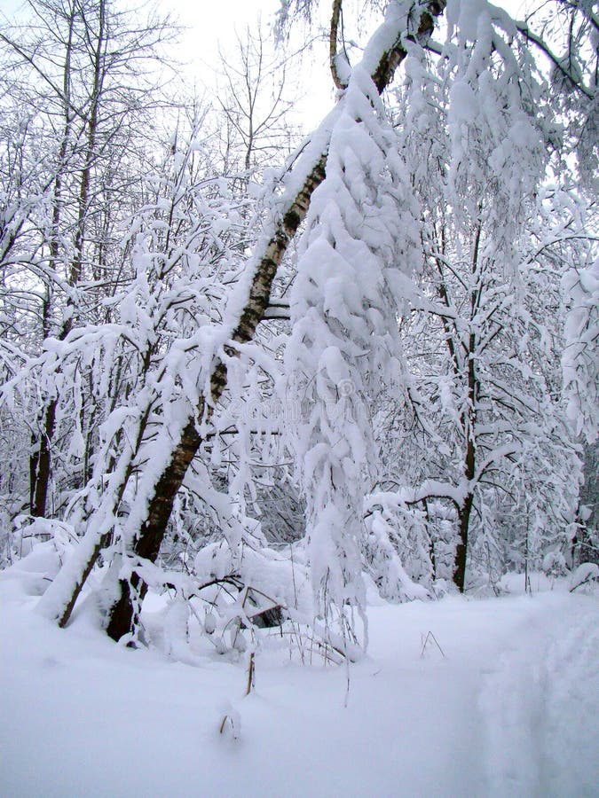 Forest Trees after the Heavy Snowfall Stock Photo - Image of snowfall ...