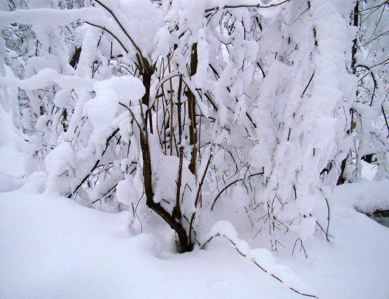 Forest Trees after the Heavy Snowfall Stock Image - Image of winter ...