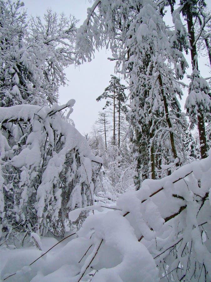 Forest Trees after the Heavy Winter Snowfall Stock Photo - Image of ...