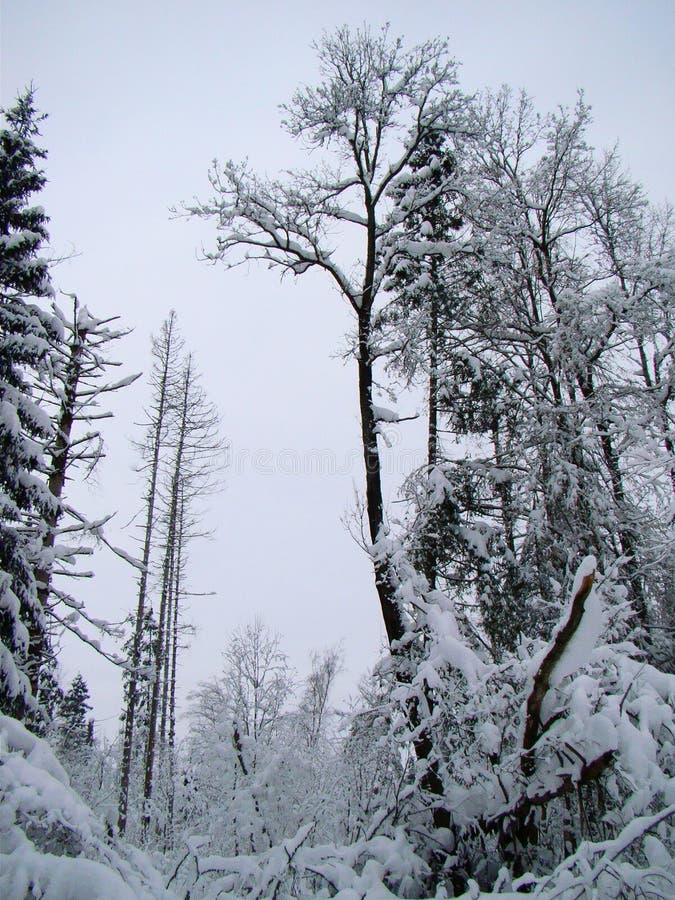 Forest Trees after the Heavy Winter Snowfall Stock Image - Image of ...