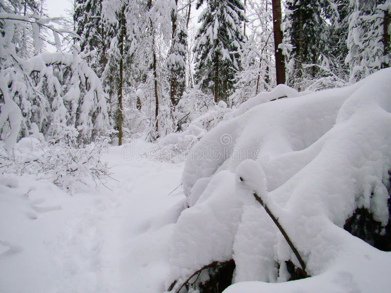 Forest Trees after the Heavy Winter Snowfall Stock Image - Image of ...
