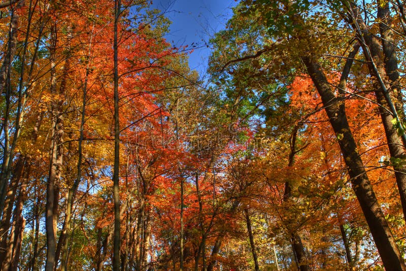 Forest Trees in High Dynamic Range Stock Image - Image of landscape ...