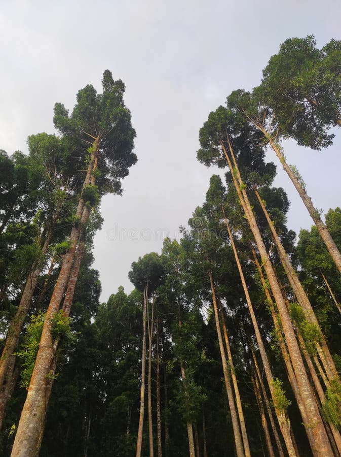 Forest Trees High | Sky View from the Forest Stock Image - Image of ...