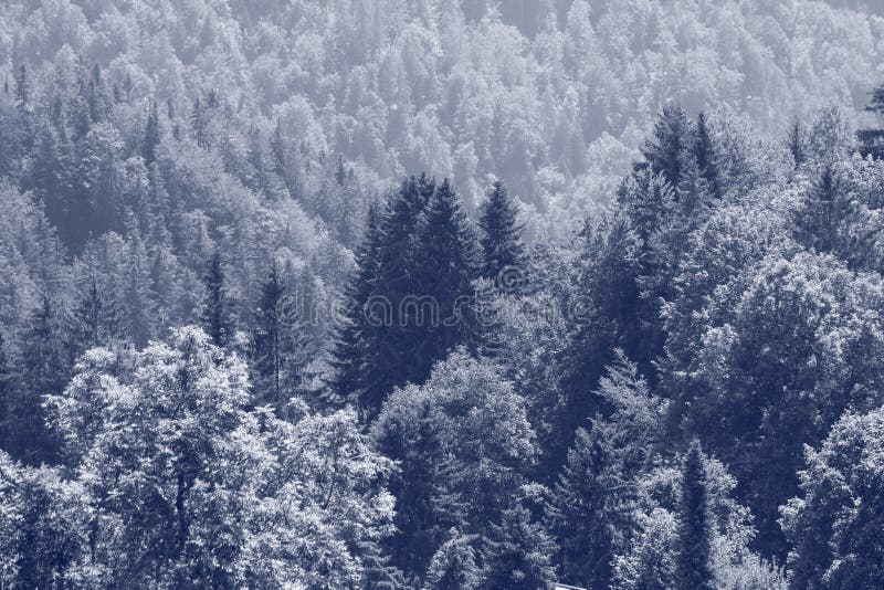 Forest stock image. Image of mono, outdoor, alps, mountains - 165243451