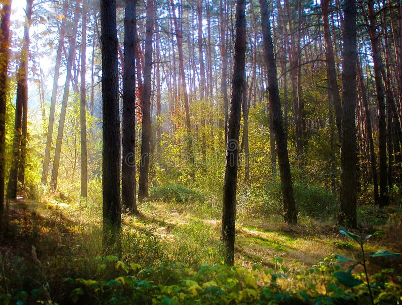 Forest stock image. Image of nature, sunshine, intro - 60334743