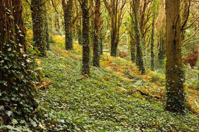 Forest Trees stock image. Image of mountain, haze, misty - 34545807