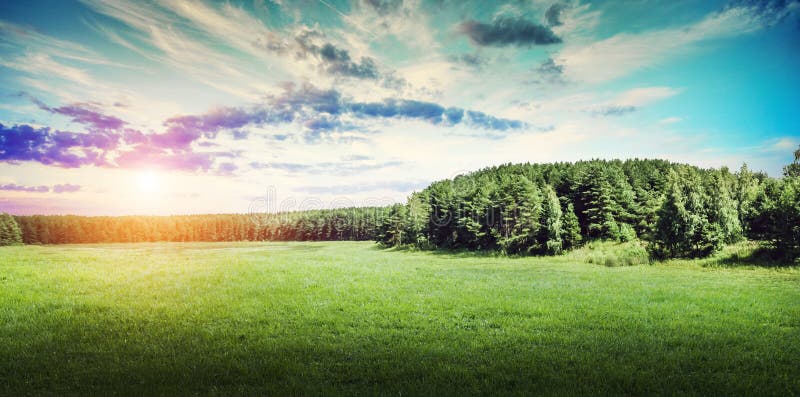 Forest Trees Landscape Panoramic Stock Photo - Image of panoramic ...