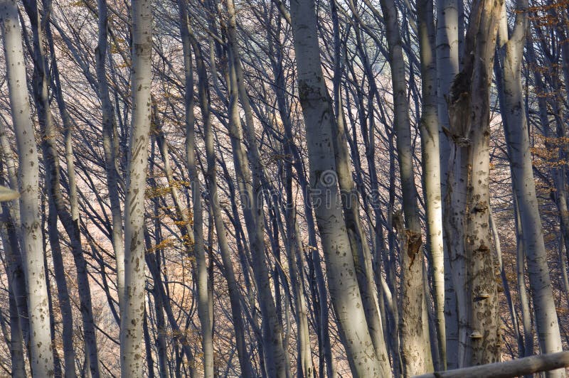 Forest Trees Late Fall Autumn, with Golden Dry Leaves Stock Photo ...