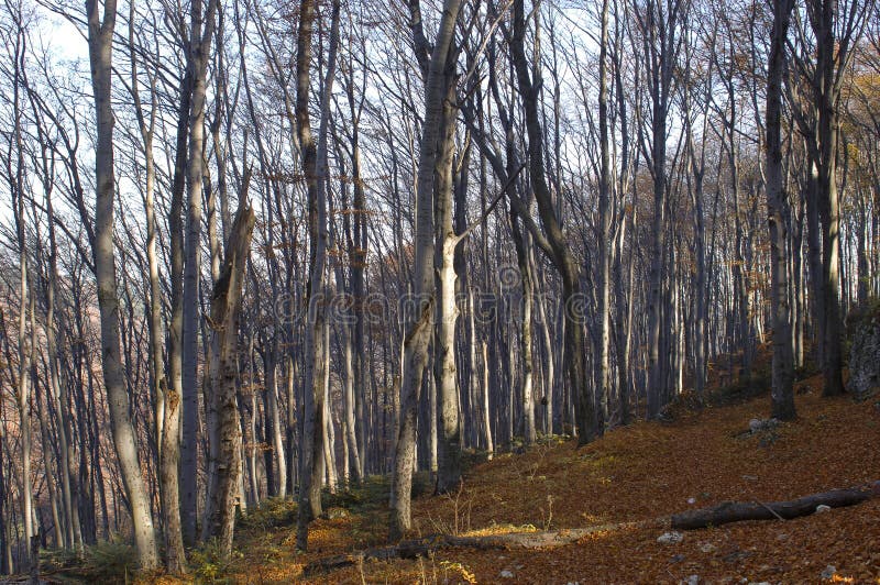 Forest Trees Late Fall Autumn, with Golden Dry Leaves Stock Photo ...