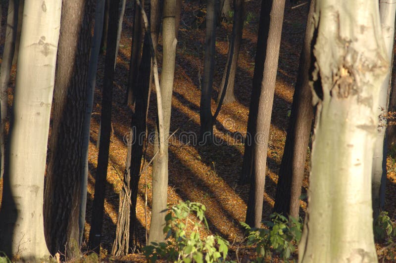 Forest Trees Late Fall Autumn, with Golden Dry Leaves Stock Image ...