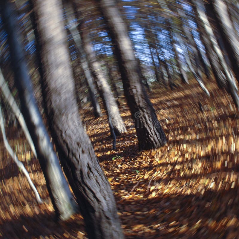 Forest Trees Late Fall Autumn, with Golden Dry Leaves Stock Image ...