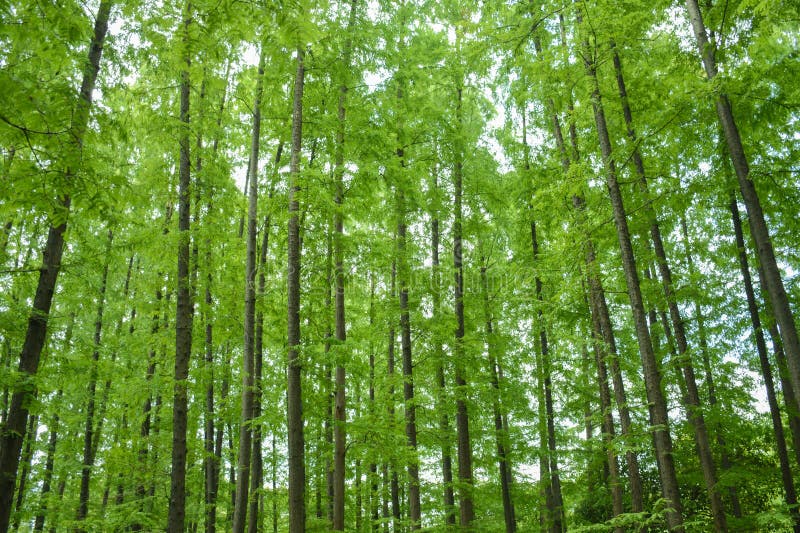 Forest with Trees, Lawn, Sunshine, Green Background Stock Image - Image ...