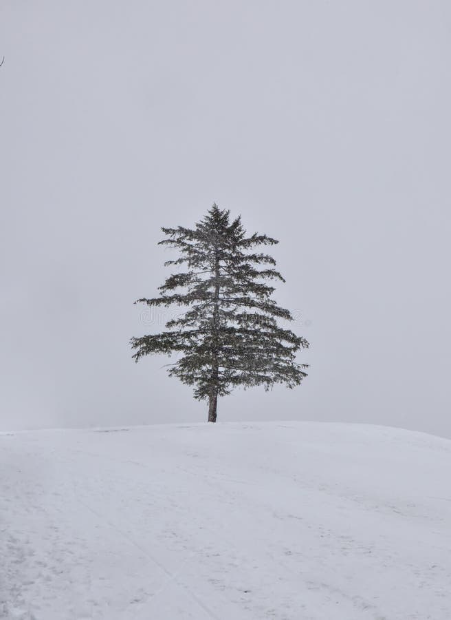 Trees in a Row Lined Up in Winter Snow Stock Image - Image of ...