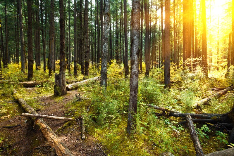 Forest trees stock image. Image of trunk, sunny, morning - 44585917