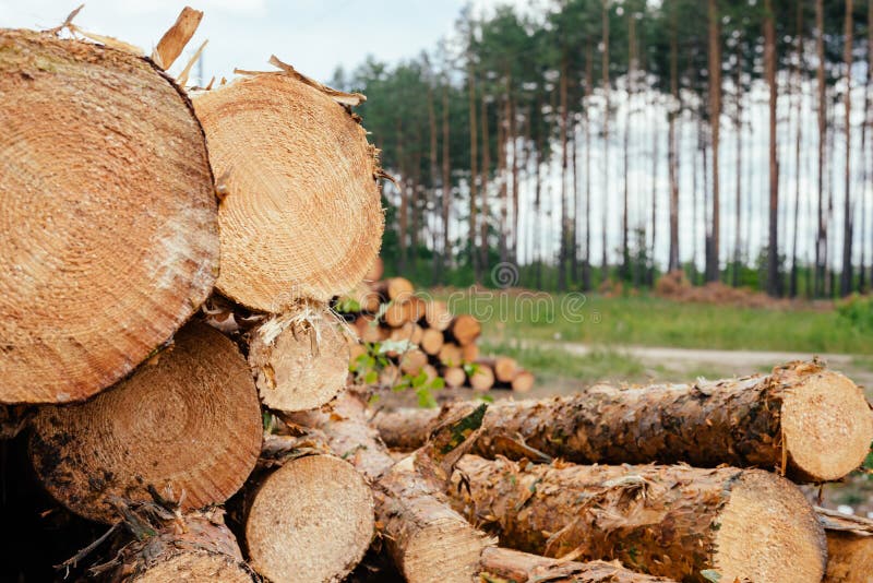 Forest Trees. Log Trunks Pile. Logging Timber Wood Industry Stock Photo ...