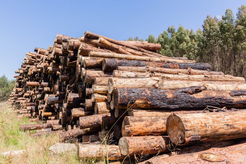 Forest Trees Logs Stack stock image. Image of road, paper - 82359451