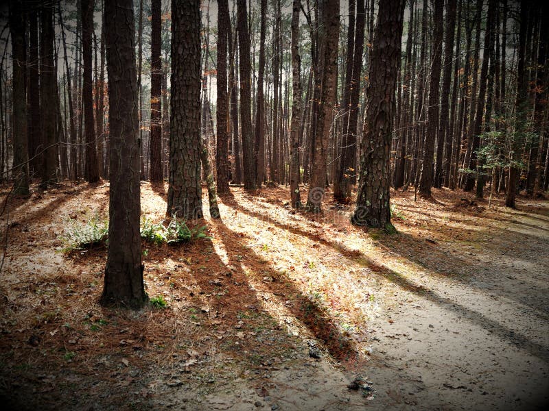 Forest Trees and Long Shadows Stock Photo - Image of woods, tree: 223745542