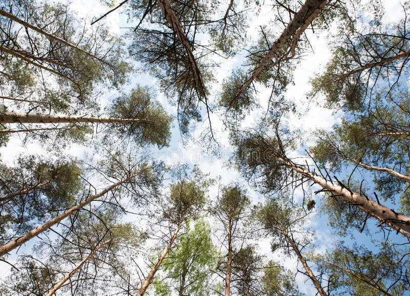 Looking Up At The Sky From The Ground In The Forest Stock Photo - Image ...