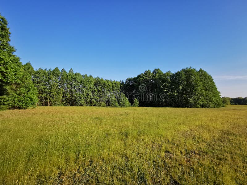 Forest, Trees and Meadow... Stock Image - Image of forest, meadow ...