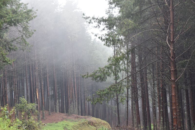 Forest, trees mech stock image. Image of african, mech - 85448273