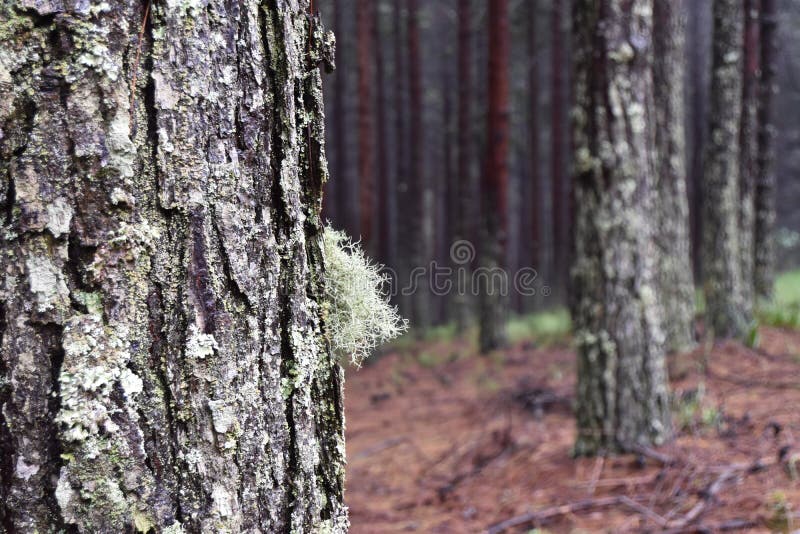 Forest, trees mech stock image. Image of wood, trees - 85448337