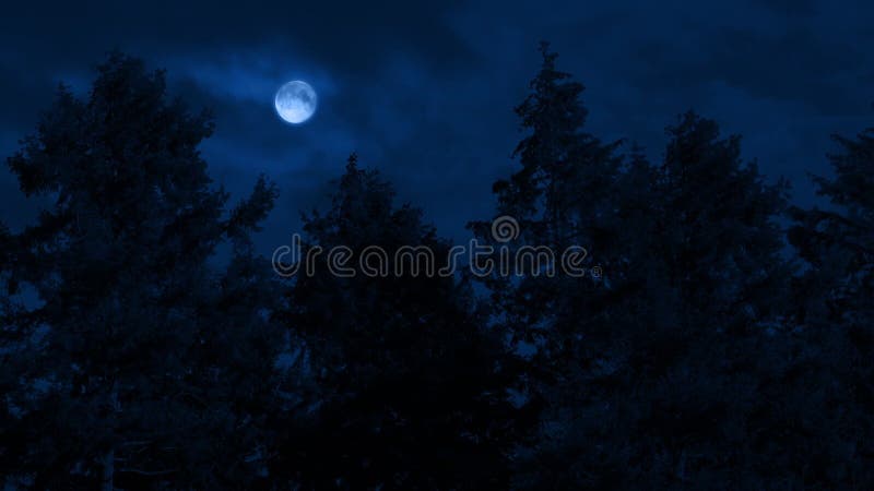 Forest Trees with Moon Above Stock Video - Video of treetops, america ...
