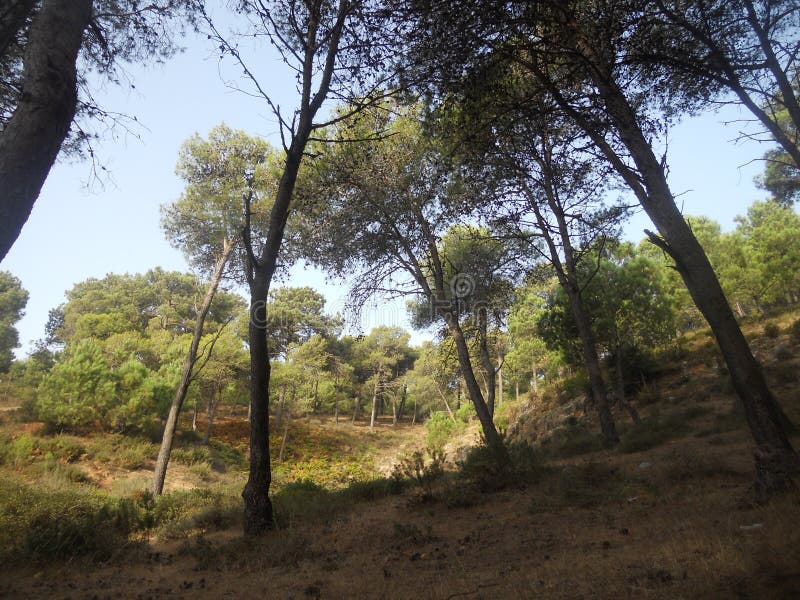 Forest stock image. Image of town, tanger, moroccan - 124680293