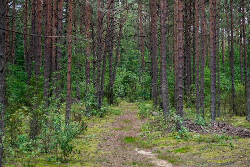 Forest with Trees and Moss in Background. Lithuania. Stock Image ...